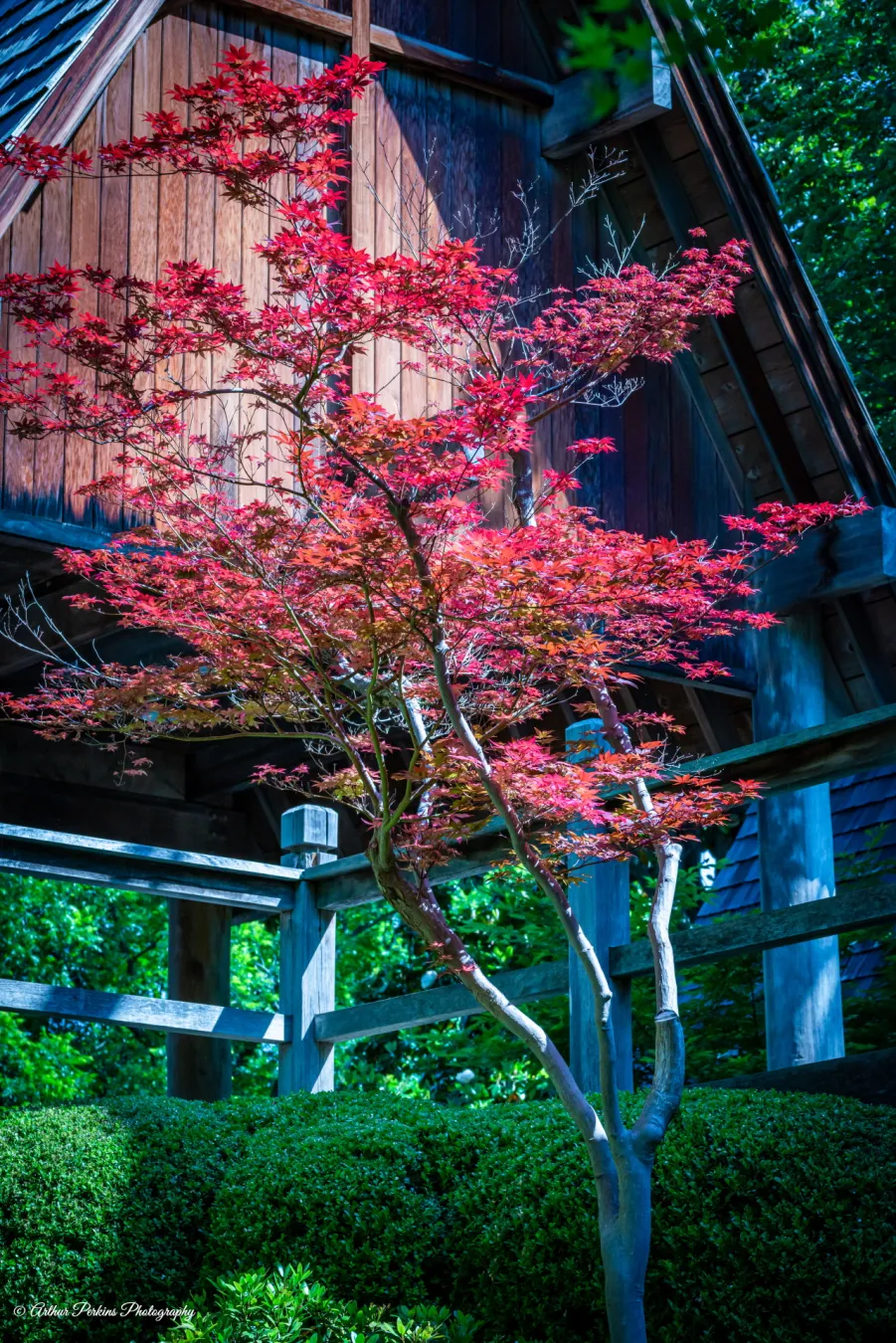 Japanese Maple - Arthur Perkins Photography