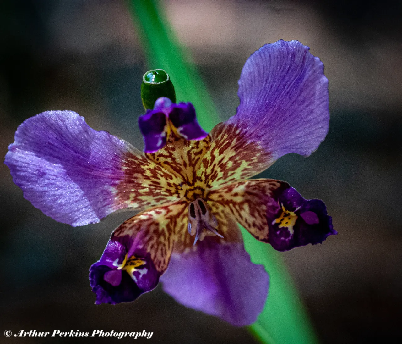 Prairie Nymph Flower - Arthur Perkins Photography