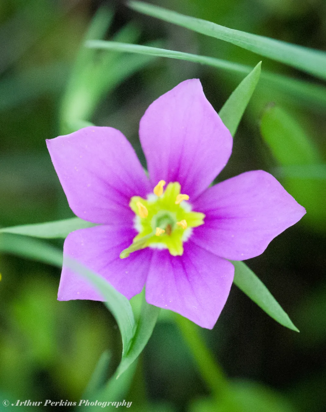Prairie Rose Gentian Flower - Arthur Perkins Photography