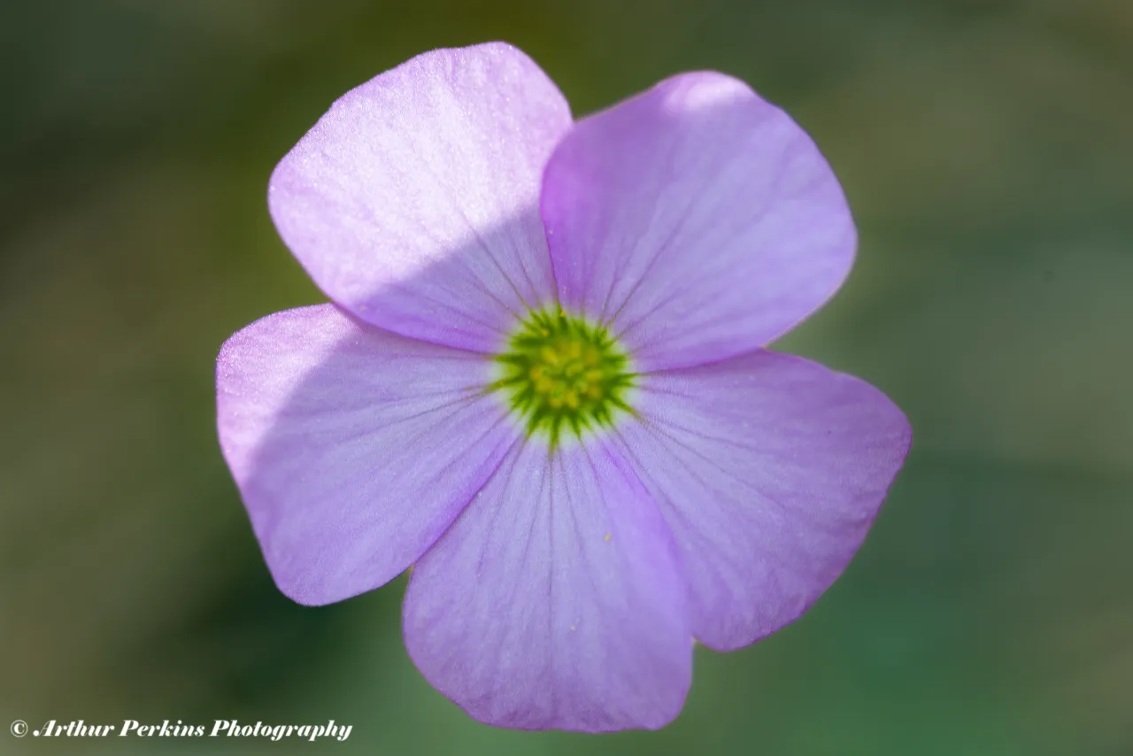 Violet Wood Sorrel 2 - Arthur Perkins Photography